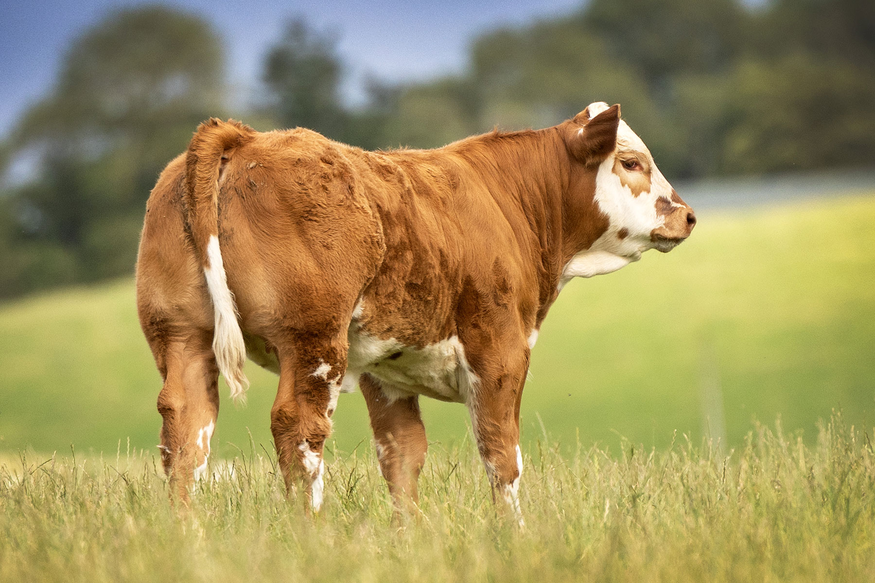 PART ONE OF THREE; SIMMENTALS TOPPING COMMERCIAL SALES IN AUGUST AT 32 ...