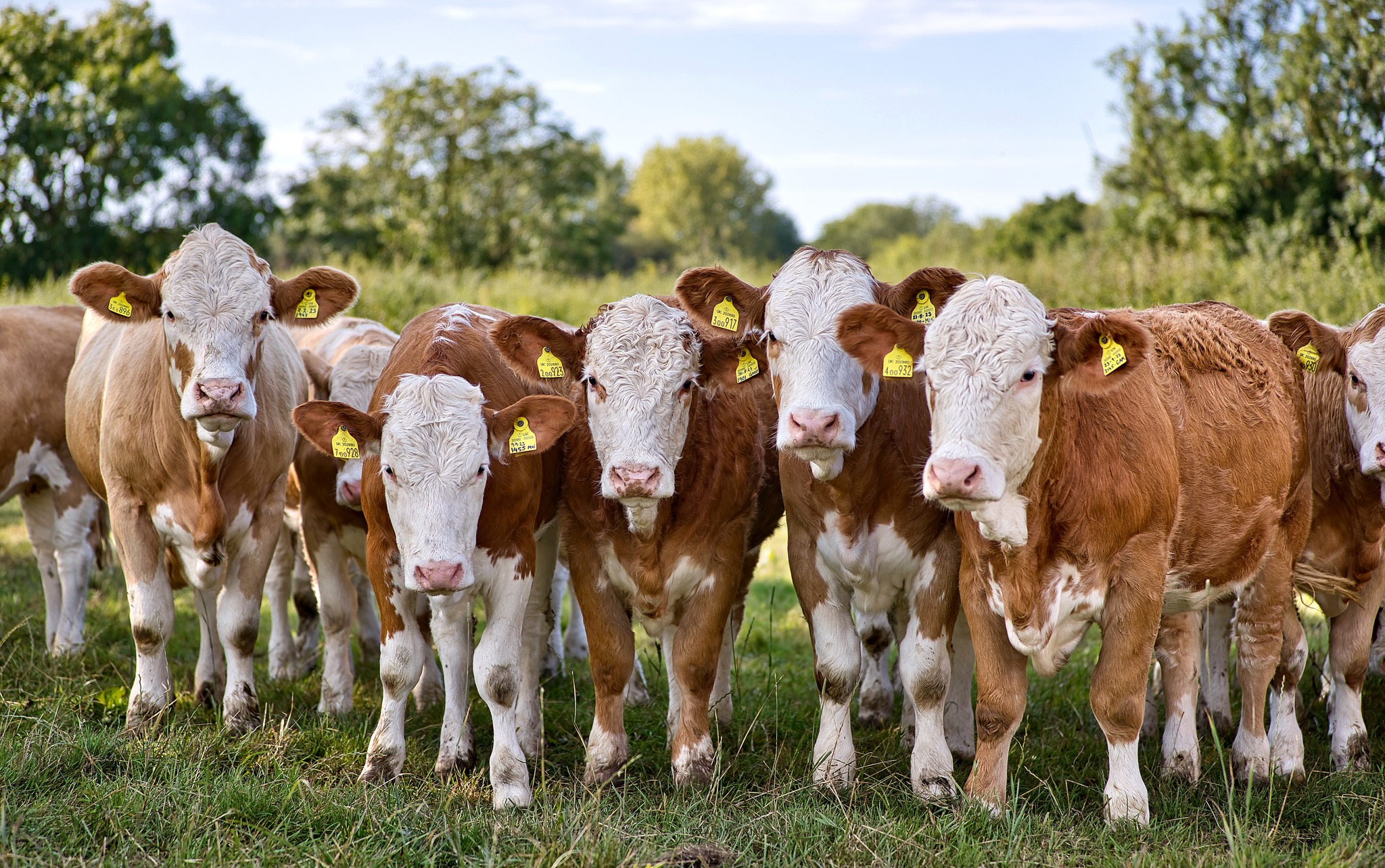 PART ONE OF THREE: FROM TRURO TO TIREE, SIMMENTALS TOPPING THE TRADE AT ...