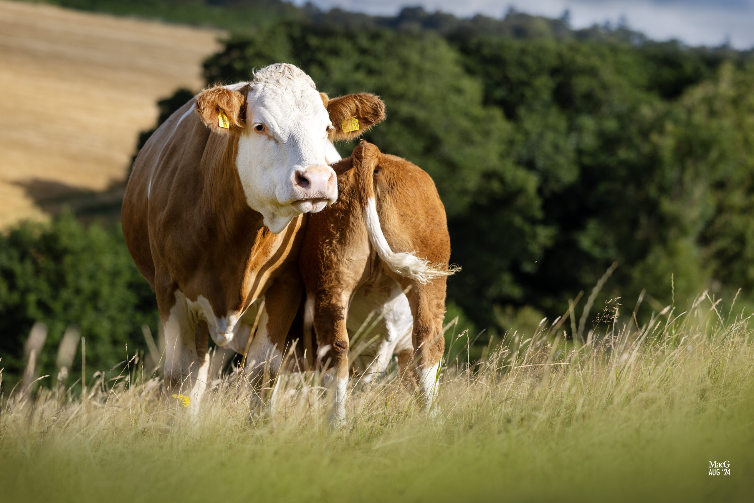 ‘TREMENDOUS’ BROOMBRAE DISPERSAL SALE TOPPED BY 8000GNS COWS & CALVES ...
