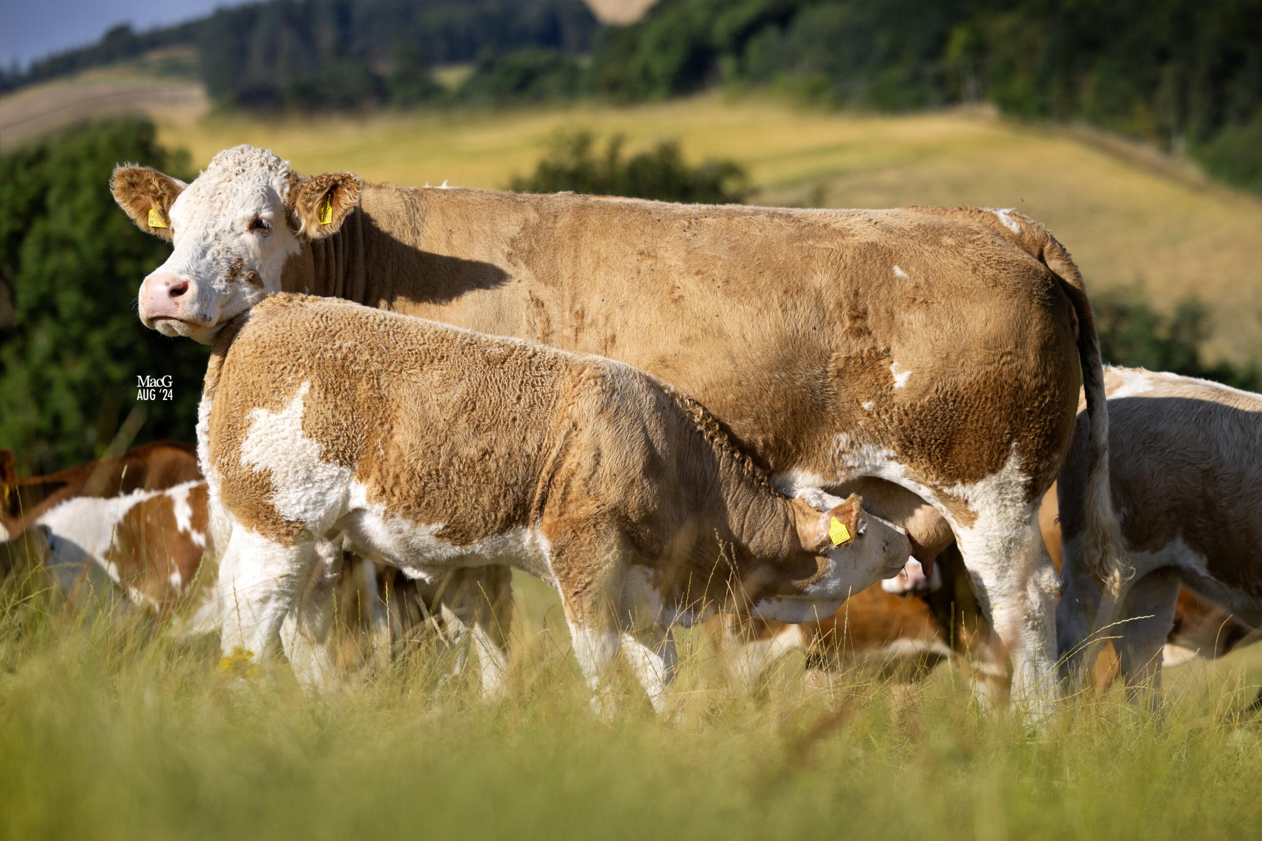 ‘TREMENDOUS’ BROOMBRAE DISPERSAL SALE TOPPED BY 8000GNS COWS & CALVES ...