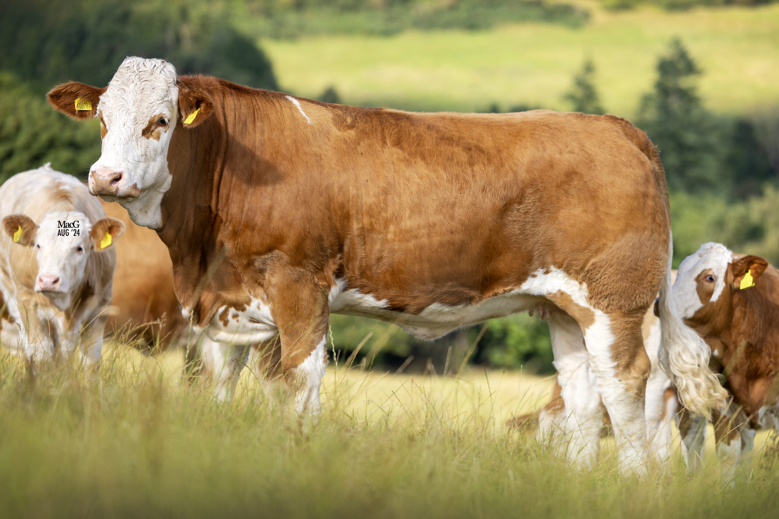 ‘TREMENDOUS’ BROOMBRAE DISPERSAL SALE TOPPED BY 8000GNS COWS & CALVES ...