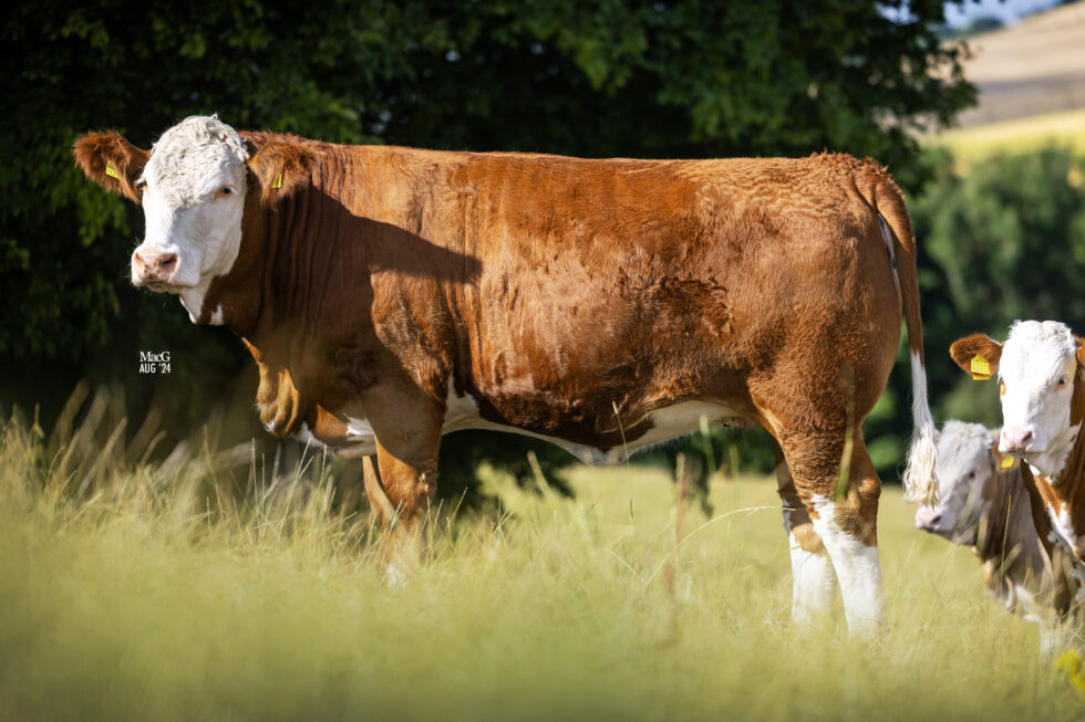 ‘TREMENDOUS’ BROOMBRAE DISPERSAL SALE TOPPED BY 8000GNS COWS & CALVES ...