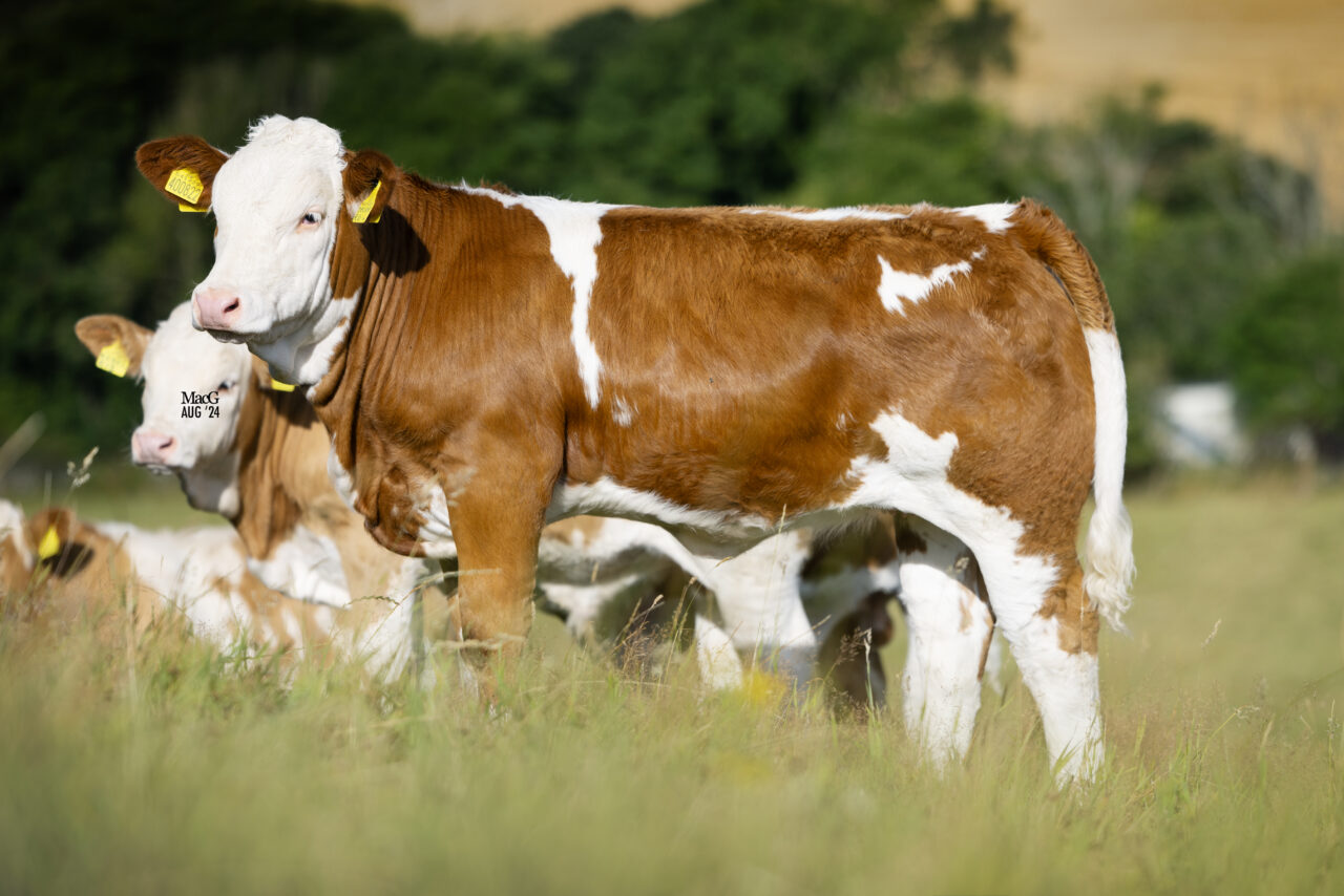 ‘TREMENDOUS’ BROOMBRAE DISPERSAL SALE TOPPED BY 8000GNS COWS & CALVES ...