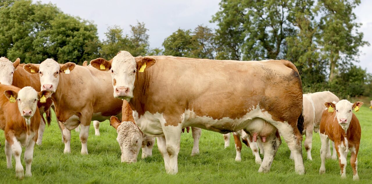 SIMMENTALS CONTINUING TO TOP COMMERCIAL SALES AT UK MARKETS THROUGHOUT ...
