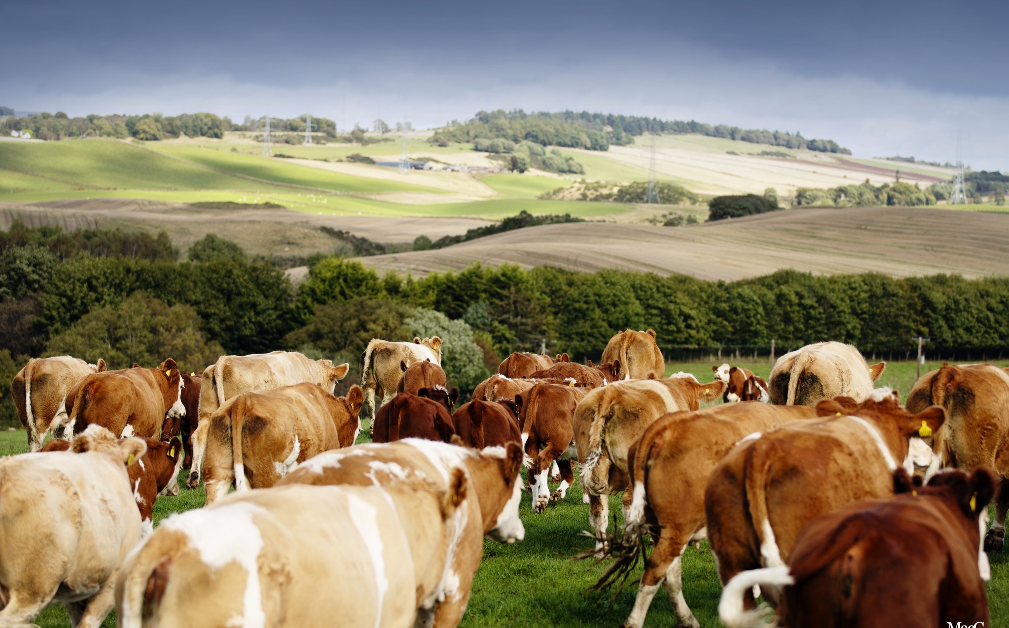 PART THREE: SIMMENTALS TOPPING COMMERCIAL SALES AT UK MARKETS ...