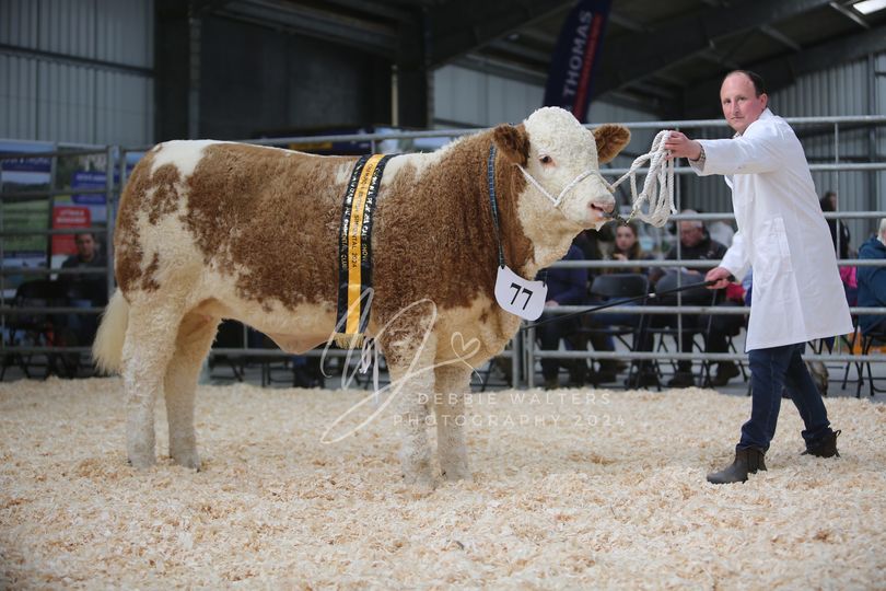 BOSAHAN ROSELLA INGRID VENUS ‘ON A DIFFERENT PLANET’ AS SIMMENTALS ...