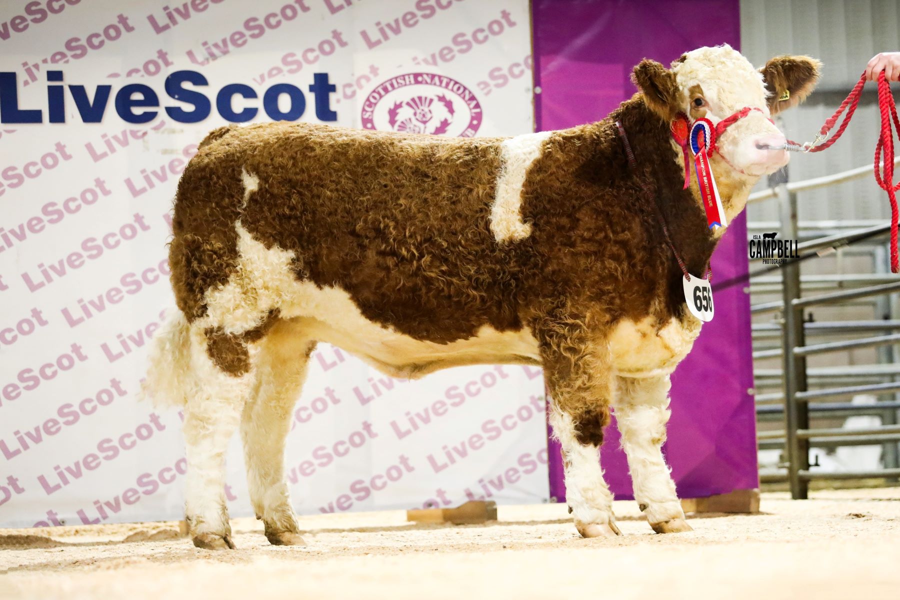 GAVIN BROWN’S SPRINGFIELD HERD TAKES SIMMENTAL CHAMPIONSHIP ‘ONE-TWO ...