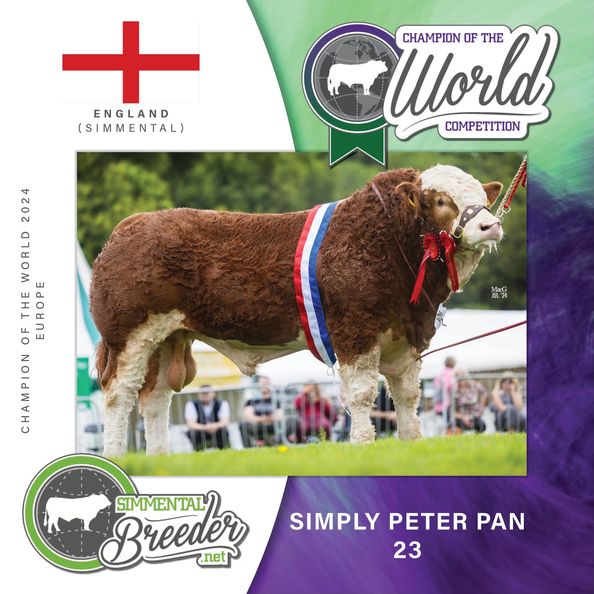BRITISH SIMMENTAL BULL, SIMPLY PETER PAN, TAKES SILVER IN 2024 CHAMPION ...