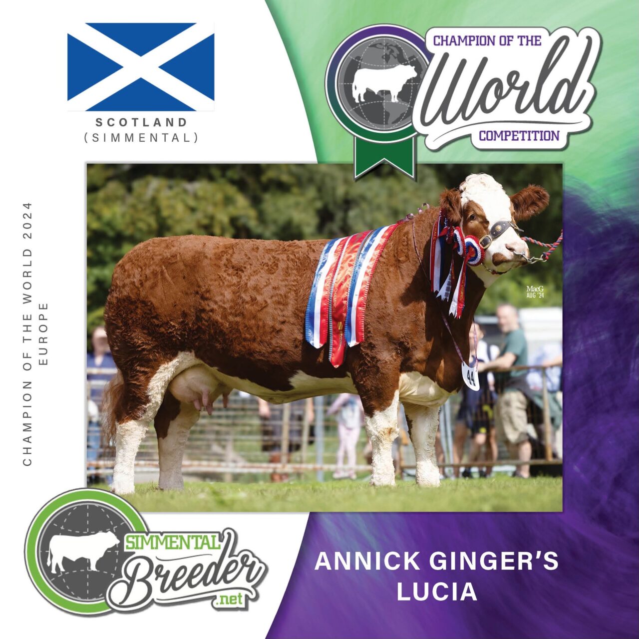 BRITISH SIMMENTAL BULL, SIMPLY PETER PAN, TAKES SILVER IN 2024 CHAMPION ...