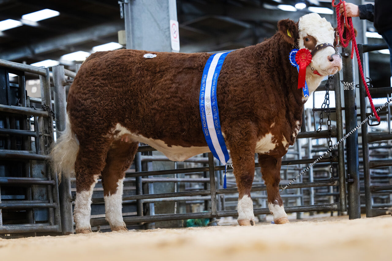 15,000GNS ISLAVALE PEACE TOPS SIMMENTAL NEXT GEN IV SALE OF FEMALES ...