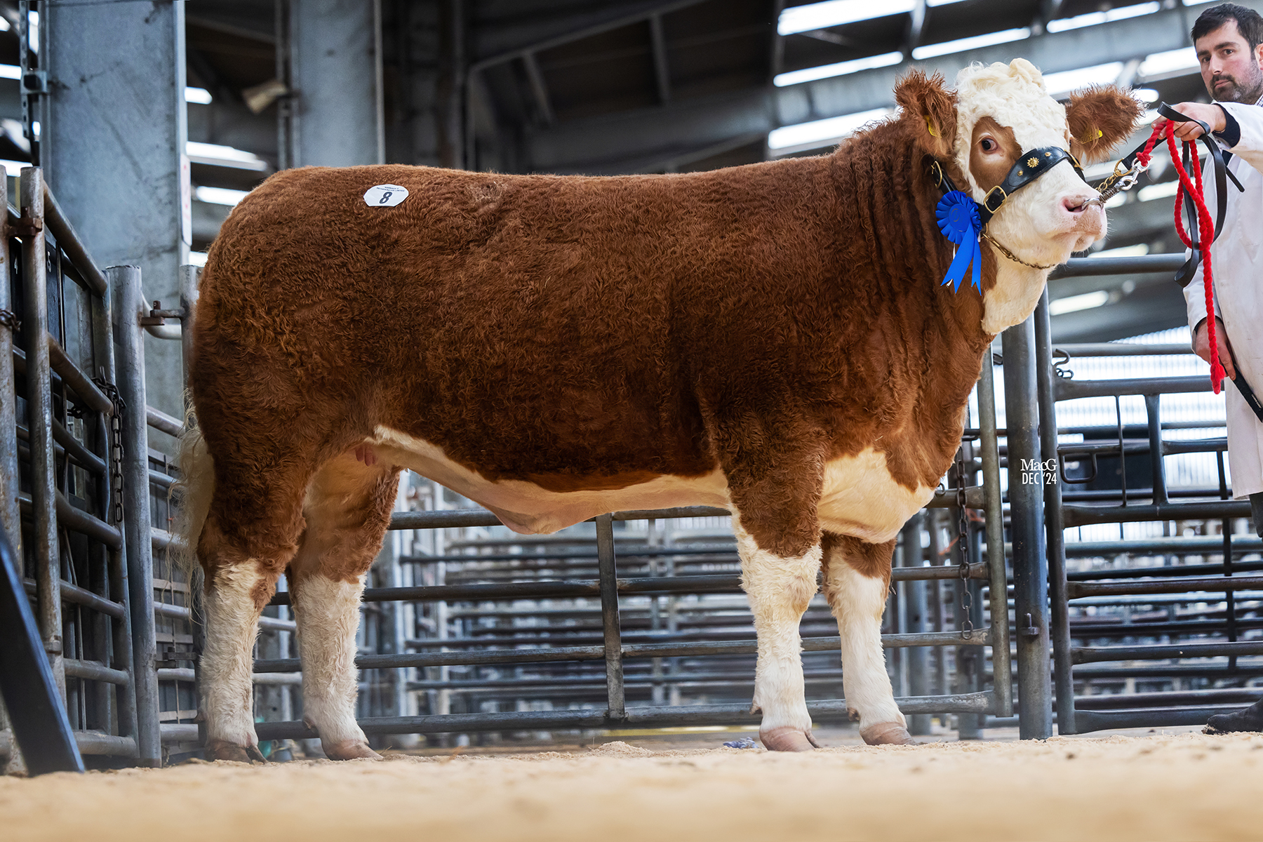 15,000GNS ISLAVALE PEACE TOPS SIMMENTAL NEXT GEN IV SALE OF FEMALES ...