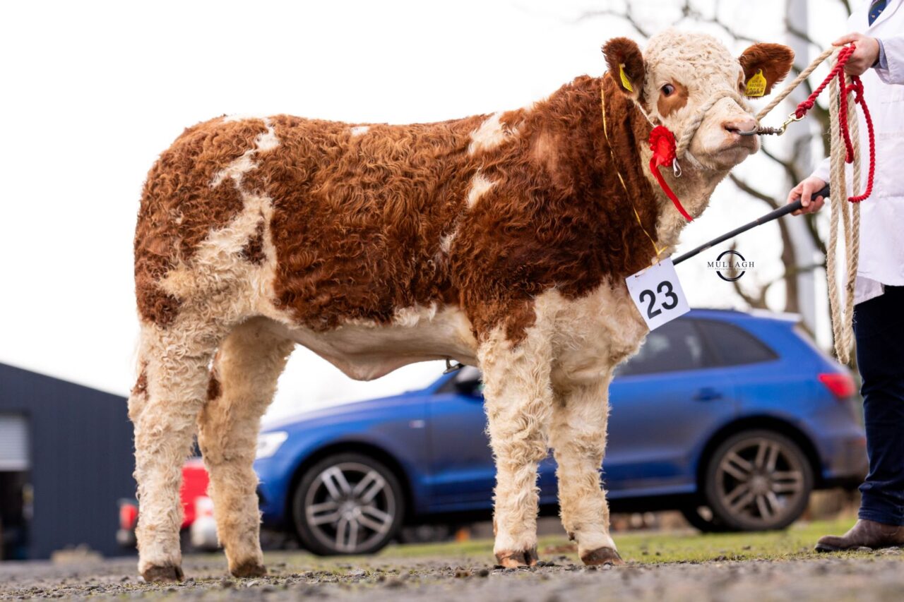 LISGLASS AND HAYSTAR IN CHAMPIONSHIP WINNING FORM AT 2024 NI SIMMENTAL ...