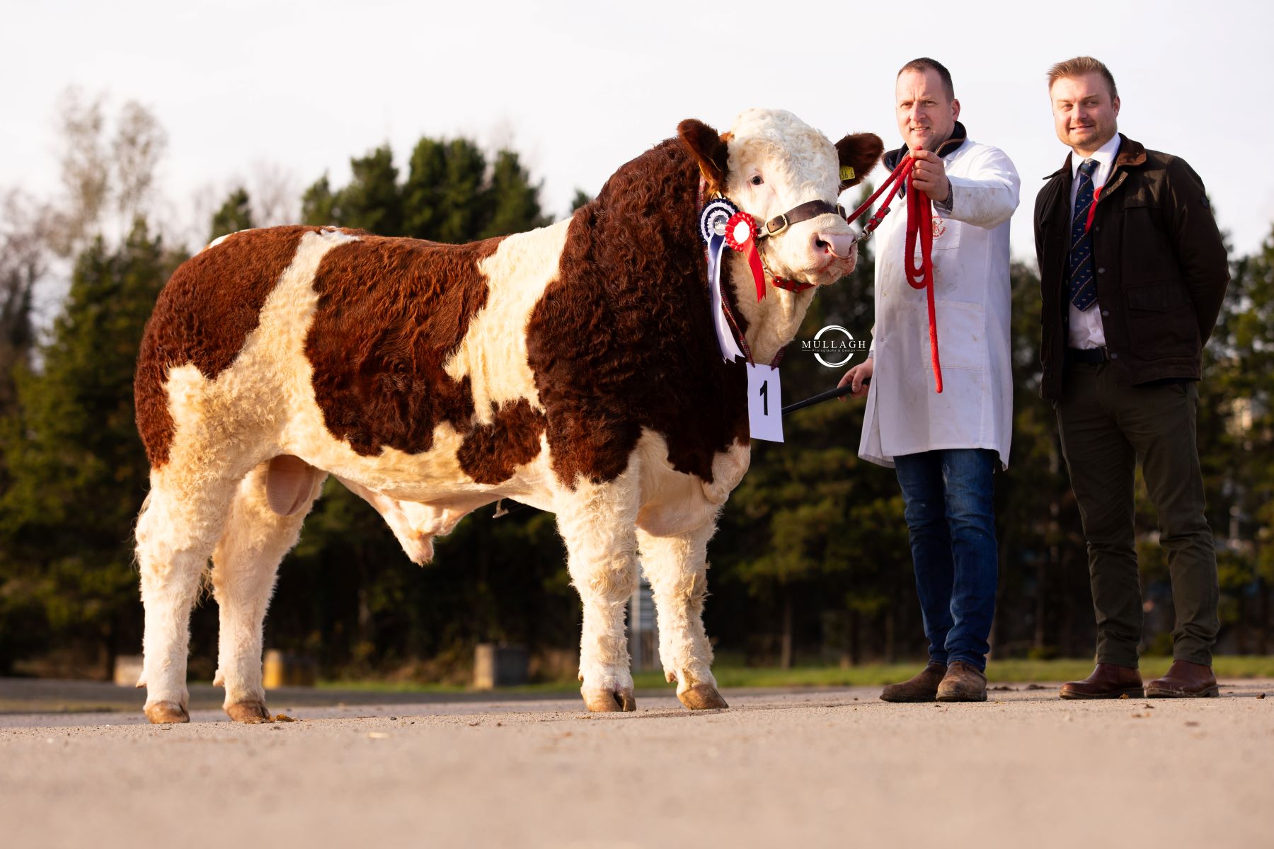 SUPER SIMMENTALS AT NI ‘4 BREED CALF SHOW’ - British Simmental Cattle ...