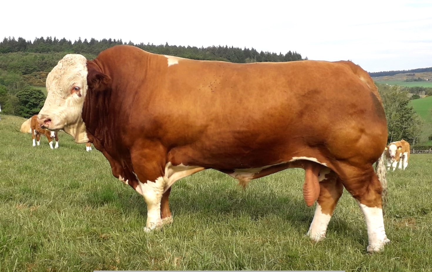 ‘MONEY MAKING’ SIMMENTALS DOING THE BUSINESS AT MARKETS AROUND THE UK ...