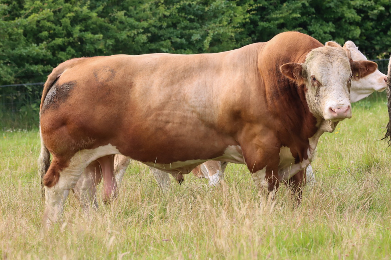 NOVEMBER MARKET BRIEFS: SUPER SIMMENTALS TOPPING SALES AT 38 LIVESTOCK ...