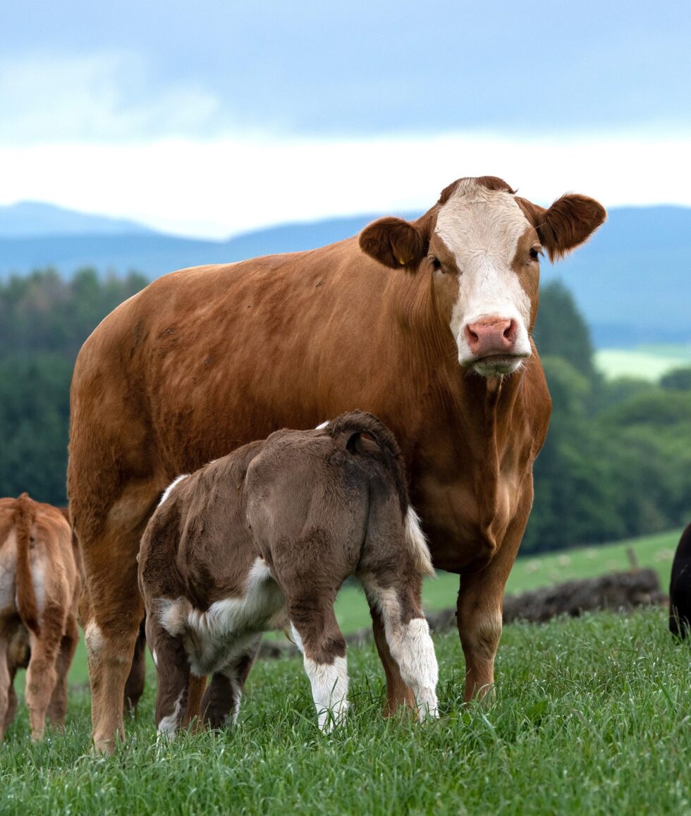 NOVEMBER MARKET BRIEFS: SUPER SIMMENTALS TOPPING SALES AT 38 LIVESTOCK ...