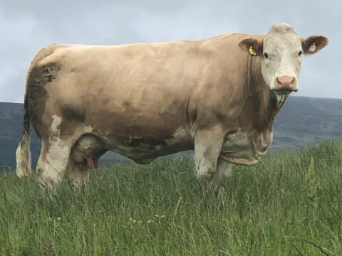 NOVEMBER MARKET BRIEFS: SUPER SIMMENTALS TOPPING SALES AT 38 LIVESTOCK ...