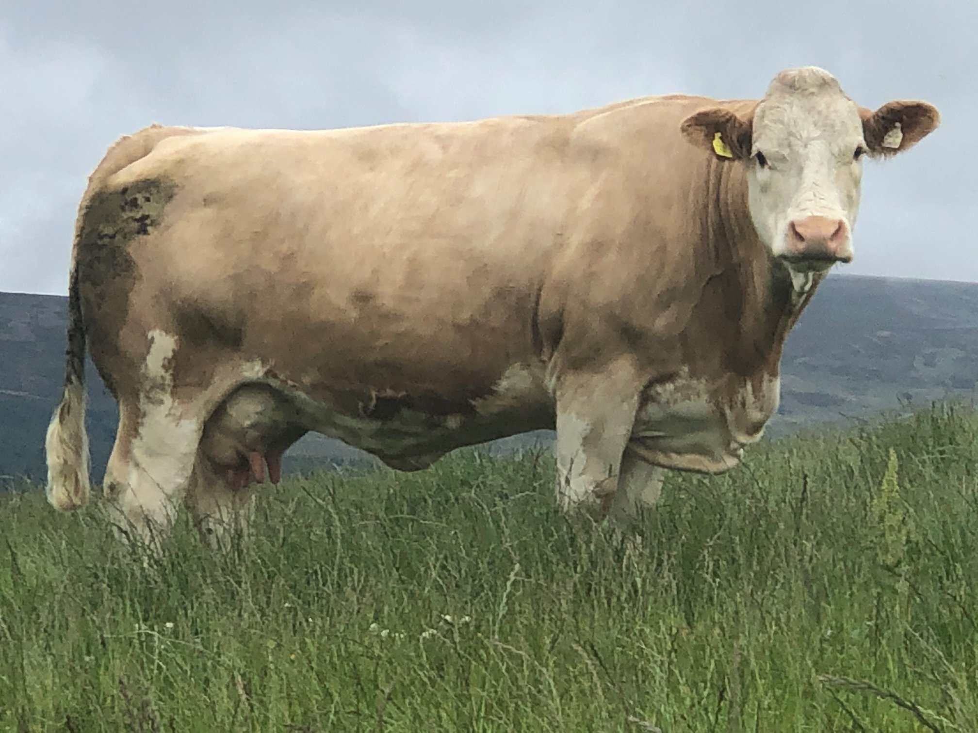 NOVEMBER MARKET BRIEFS: SUPER SIMMENTALS TOPPING SALES AT 38 LIVESTOCK ...