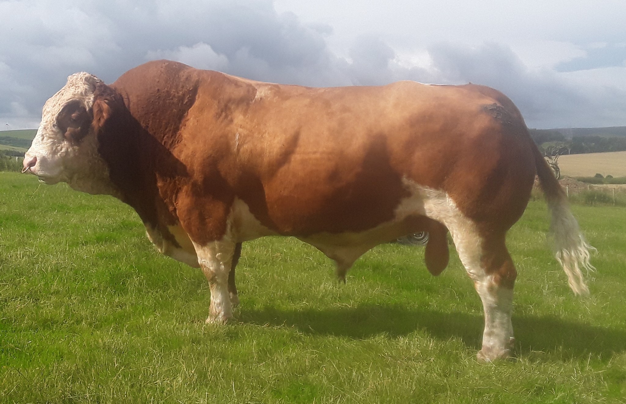 NOVEMBER MARKET BRIEFS: SUPER SIMMENTALS TOPPING SALES AT 38 LIVESTOCK ...