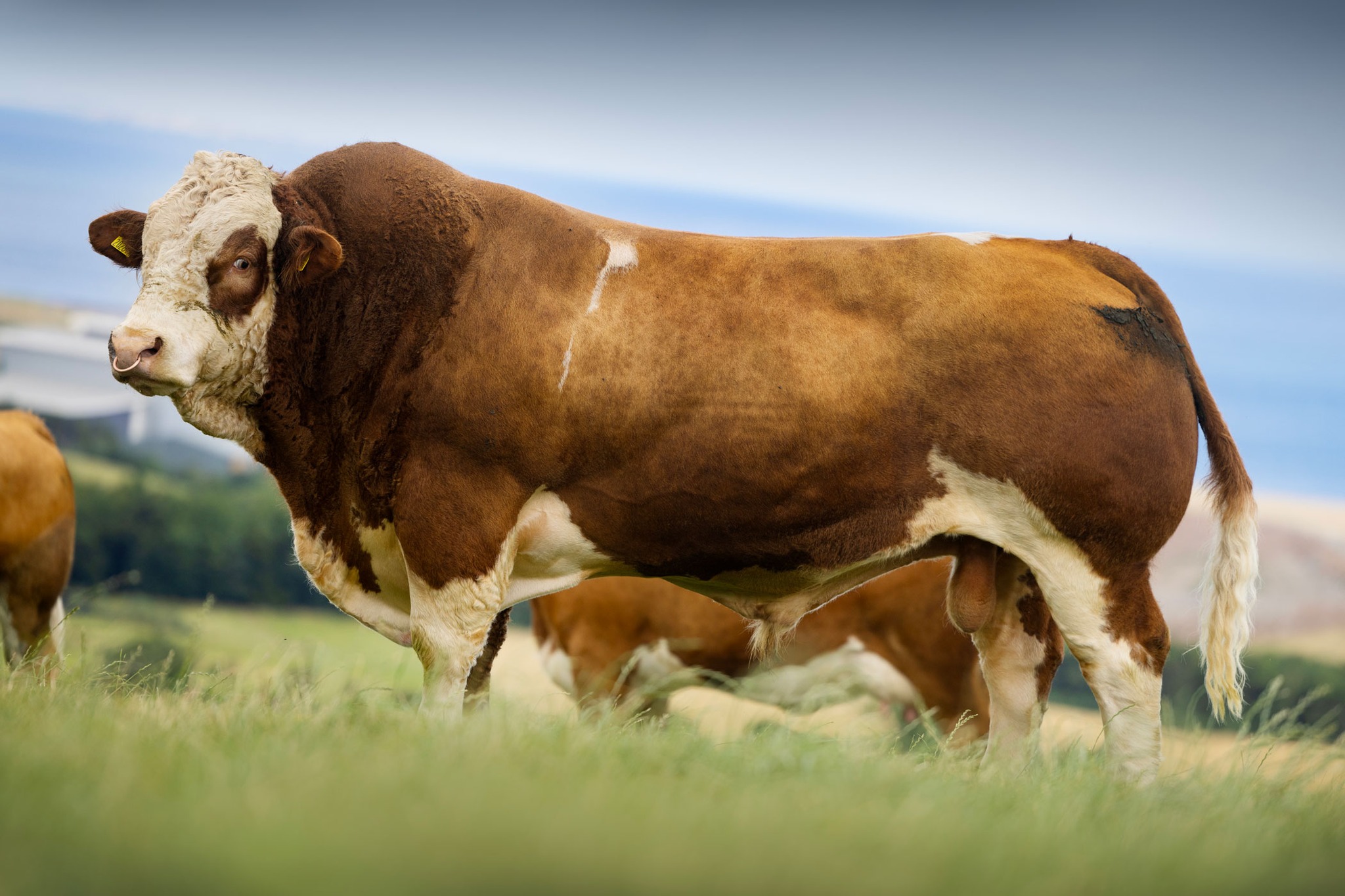 THERE’S MORE TO SIMMENTAL: TOPPING COMMERCIAL SALES AT 34 MARKETS ...