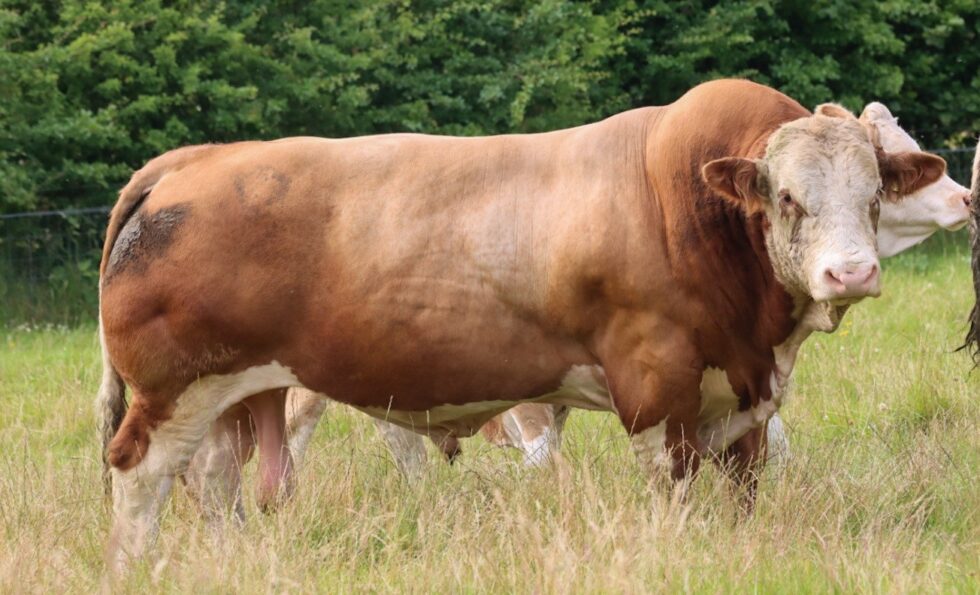 THERE’S MORE TO SIMMENTAL: TOPPING COMMERCIAL SALES AT 34 MARKETS ...