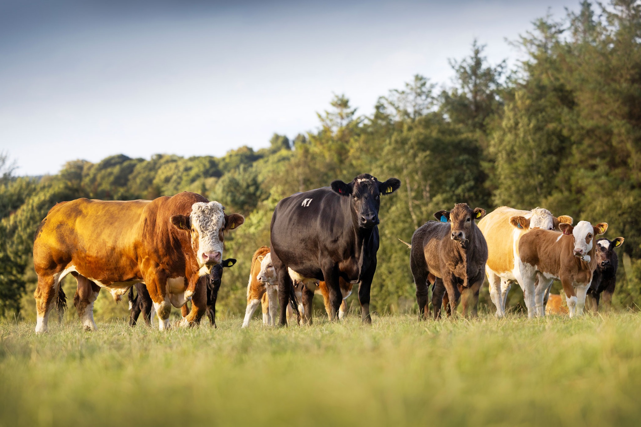 THERE’S MORE TO SIMMENTAL: TOPPING COMMERCIAL SALES AT 34 MARKETS ...