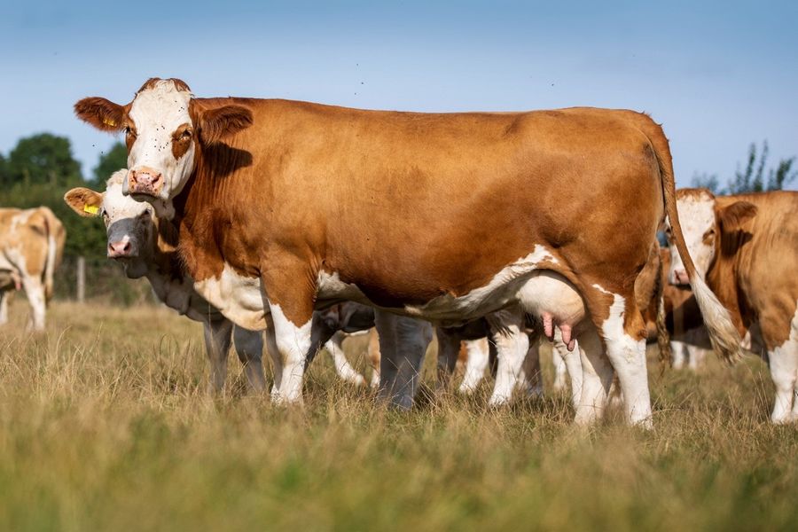 THERE’S MORE TO SIMMENTAL: TOPPING COMMERCIAL SALES AT 34 MARKETS ...