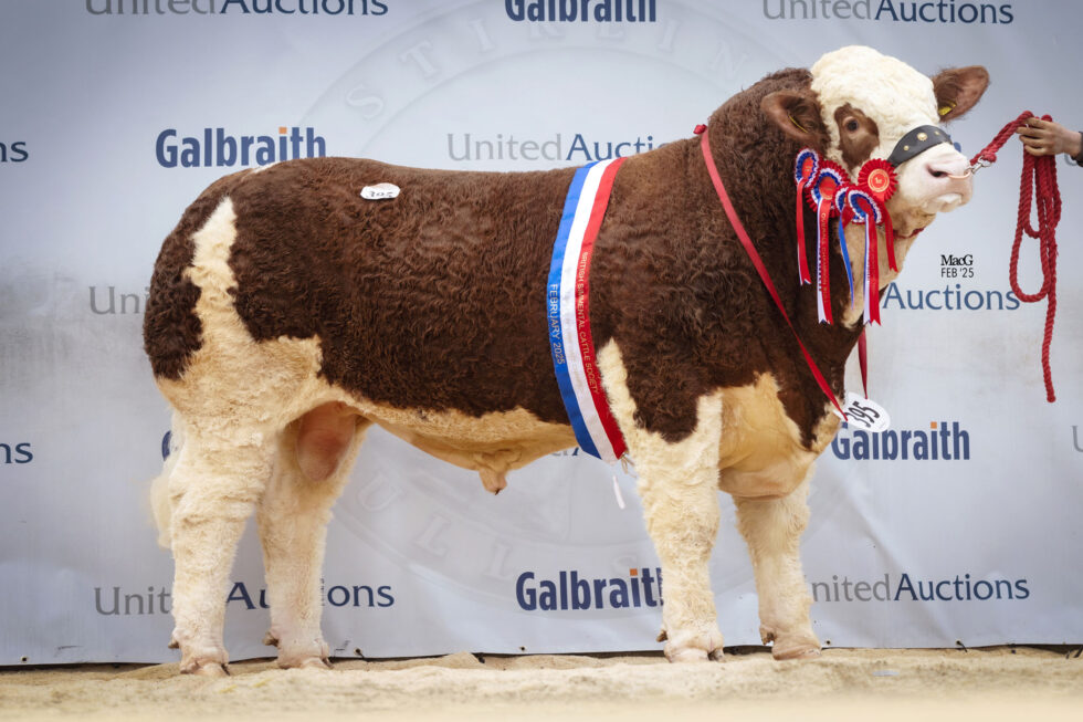 56,000GNS HEMINGFORD BULL SETS NEW UK & EUROPEAN SIMMENTAL RECORD AT ...