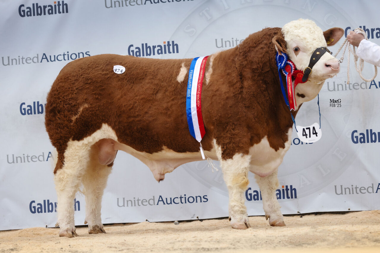 56,000GNS HEMINGFORD BULL SETS NEW UK & EUROPEAN SIMMENTAL RECORD AT ...
