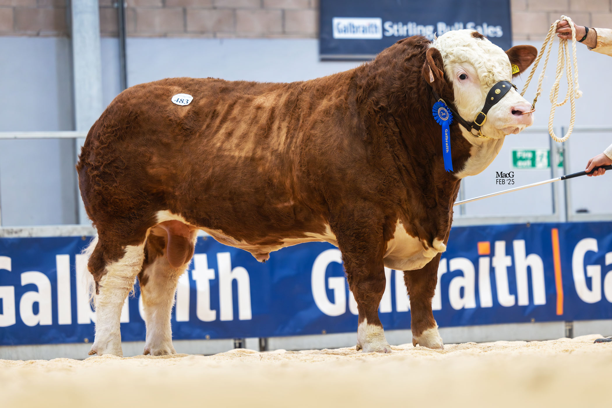 2025 Stirling Sales Archives - British Simmental Cattle Society