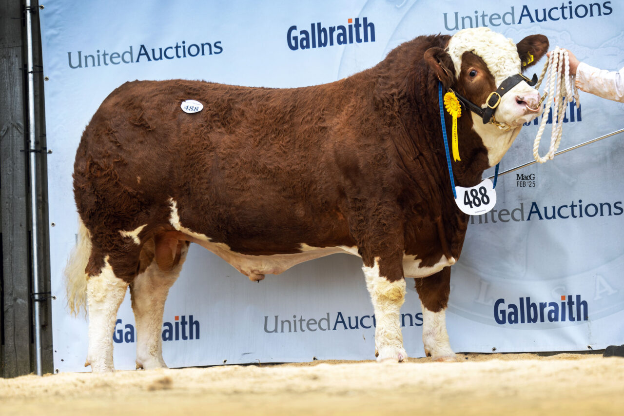 56,000GNS HEMINGFORD BULL SETS NEW UK & EUROPEAN SIMMENTAL RECORD AT ...