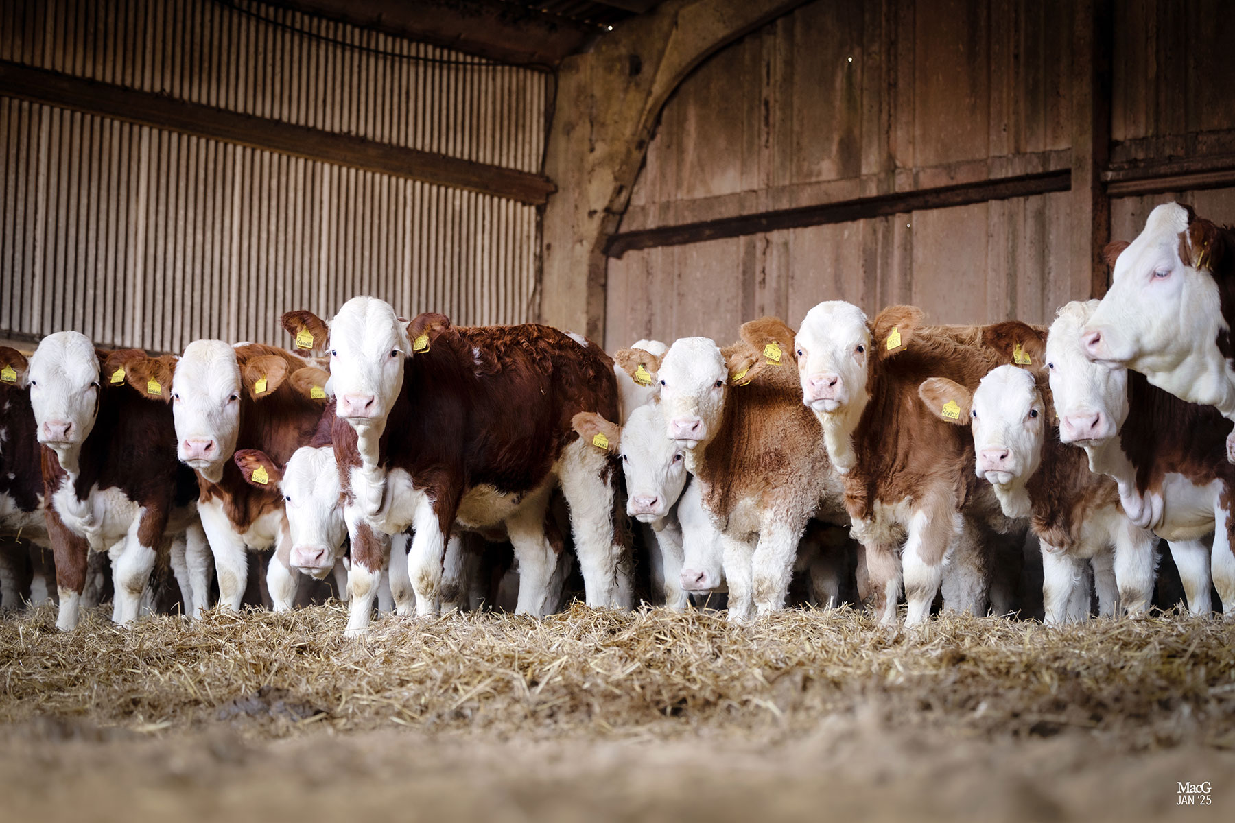 SHAPELY BULLS, AND MILKY FEMALES, THE KEY TO NEWBIEMAINS SIMMENTALS ...
