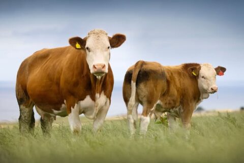 MONEY MAKING SIMMENTALS AT MARKETS AROUND THE UK! - British Simmental ...