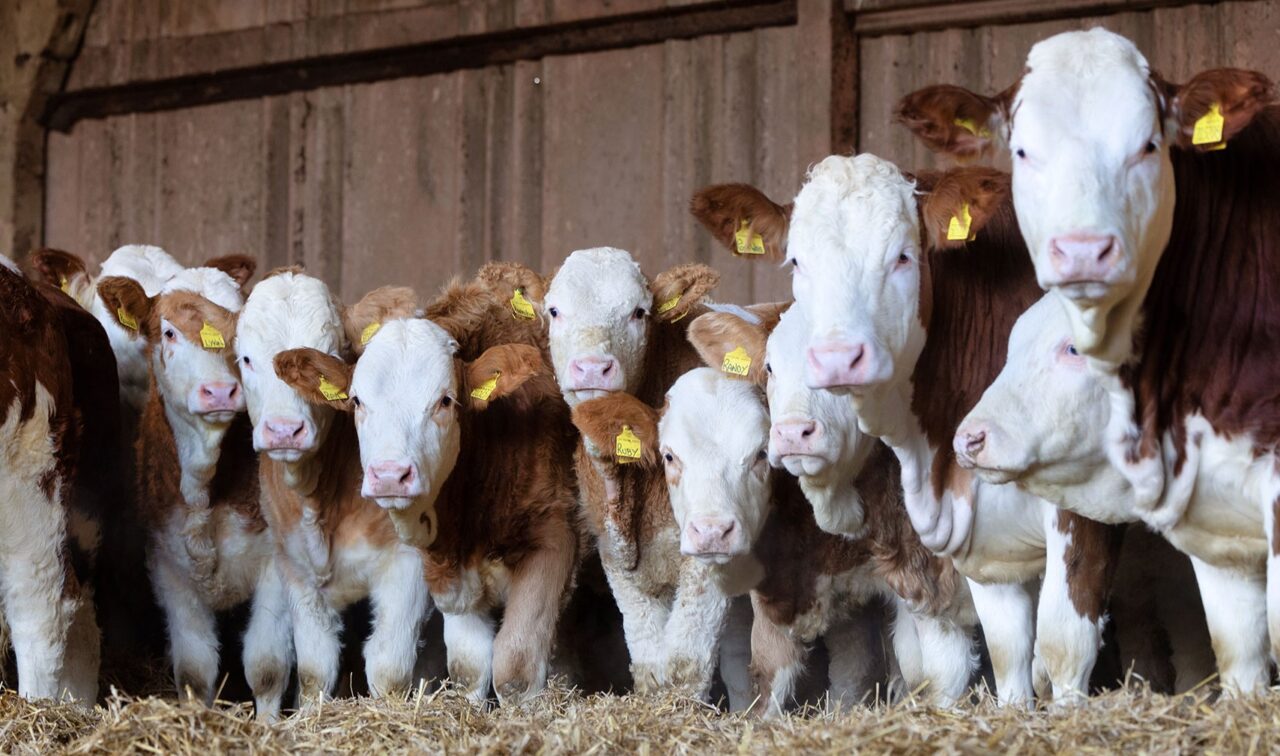 MONEY MAKING SIMMENTALS AT MARKETS AROUND THE UK! - British Simmental ...