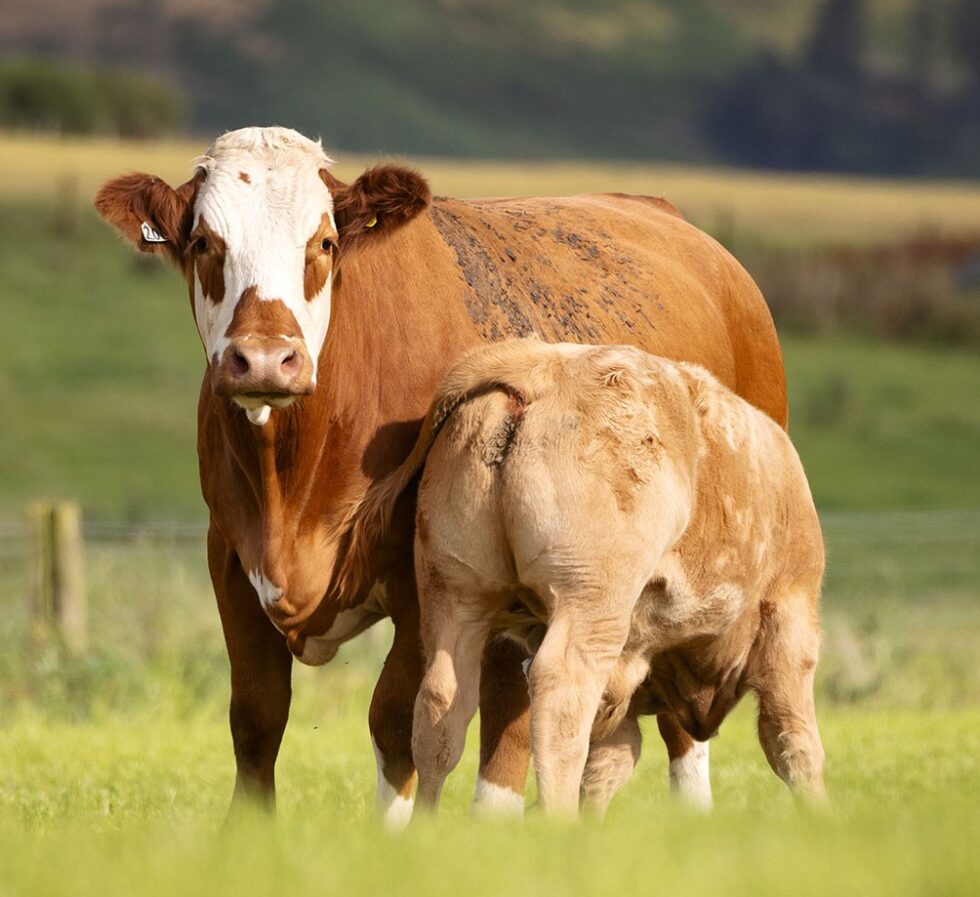 MONEY MAKING SIMMENTALS AT MARKETS AROUND THE UK! - British Simmental ...