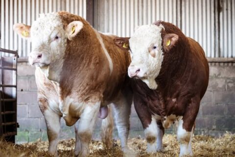 MONEY MAKING SIMMENTALS AT MARKETS AROUND THE UK! - British Simmental ...