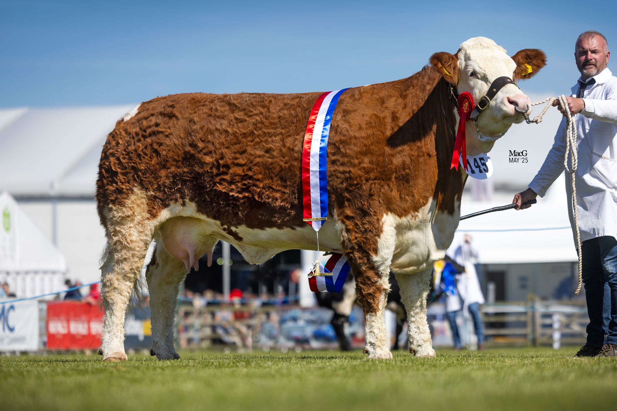 ‘HAT-TRICK HEROINE’ BALLINALARE FARM NIKITA WINS SIMMENTAL SUPREME AT ...