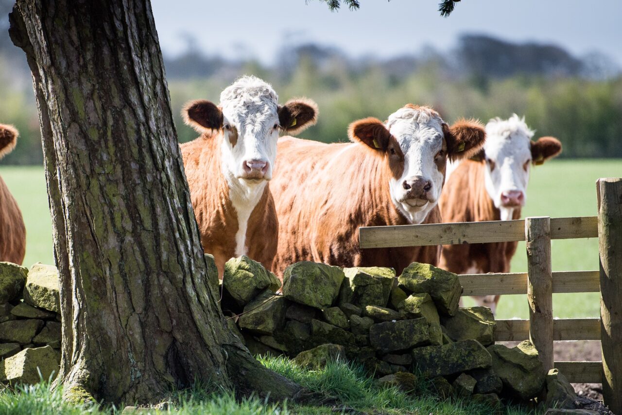 2025 Stirling Sales Archives - British Simmental Cattle Society