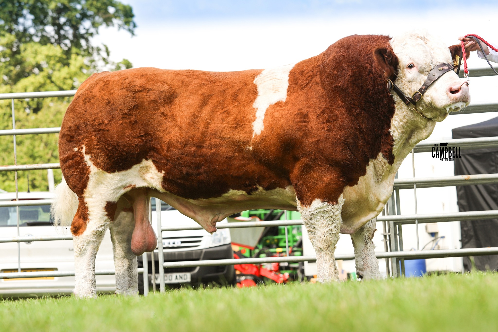 2025 Stirling Sales Archives - British Simmental Cattle Society