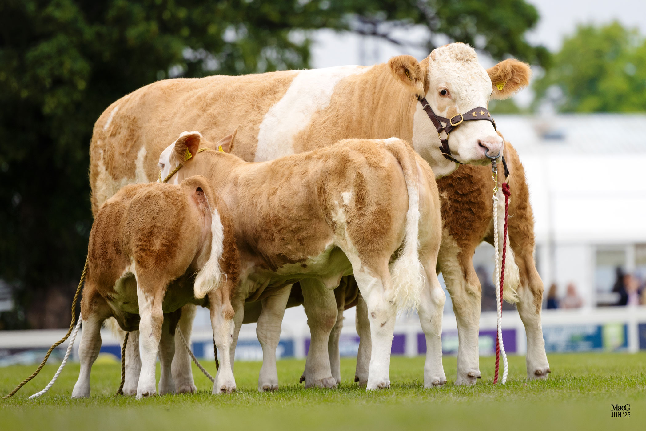 ‘800,000-1’ DENIZES SIMMENTAL TRIPLET HEIFER CALVES ‘WOW’ THE CROWDS AT ...