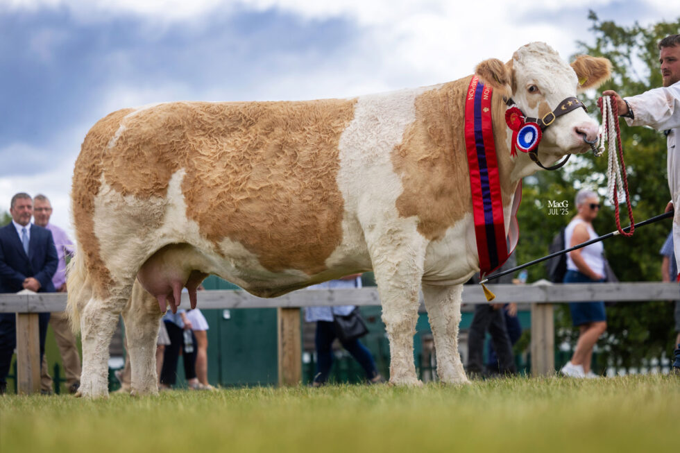 SIMMENTAL TRIPLE CHARM: DENIZES TRIXIE BELLE AND HER TRIPLETS REIGN ...