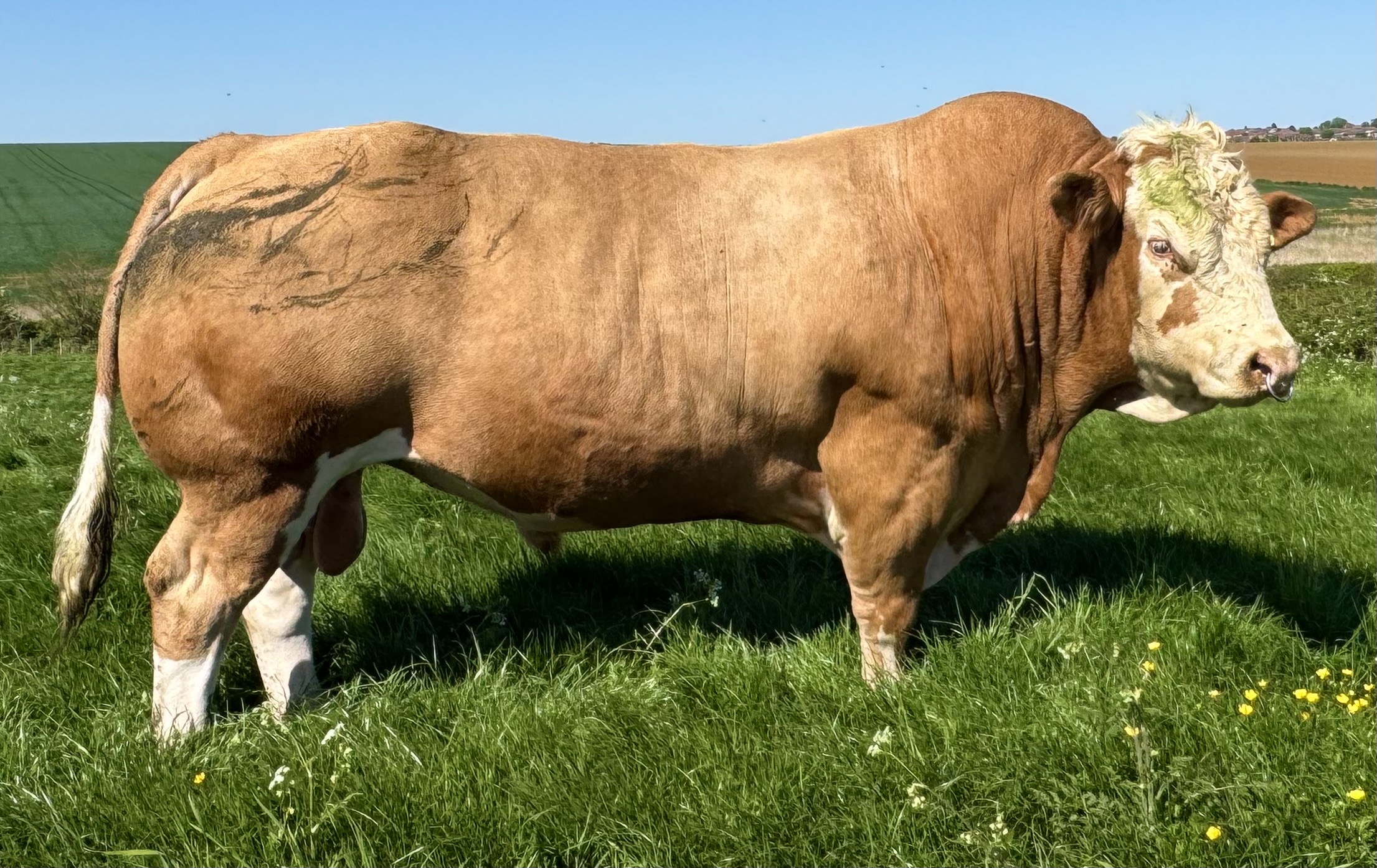 VALE ROYAL NORTH STAR IS 2025 SIMMENTAL VIRTUAL SHOW MALE CHAMPION ...