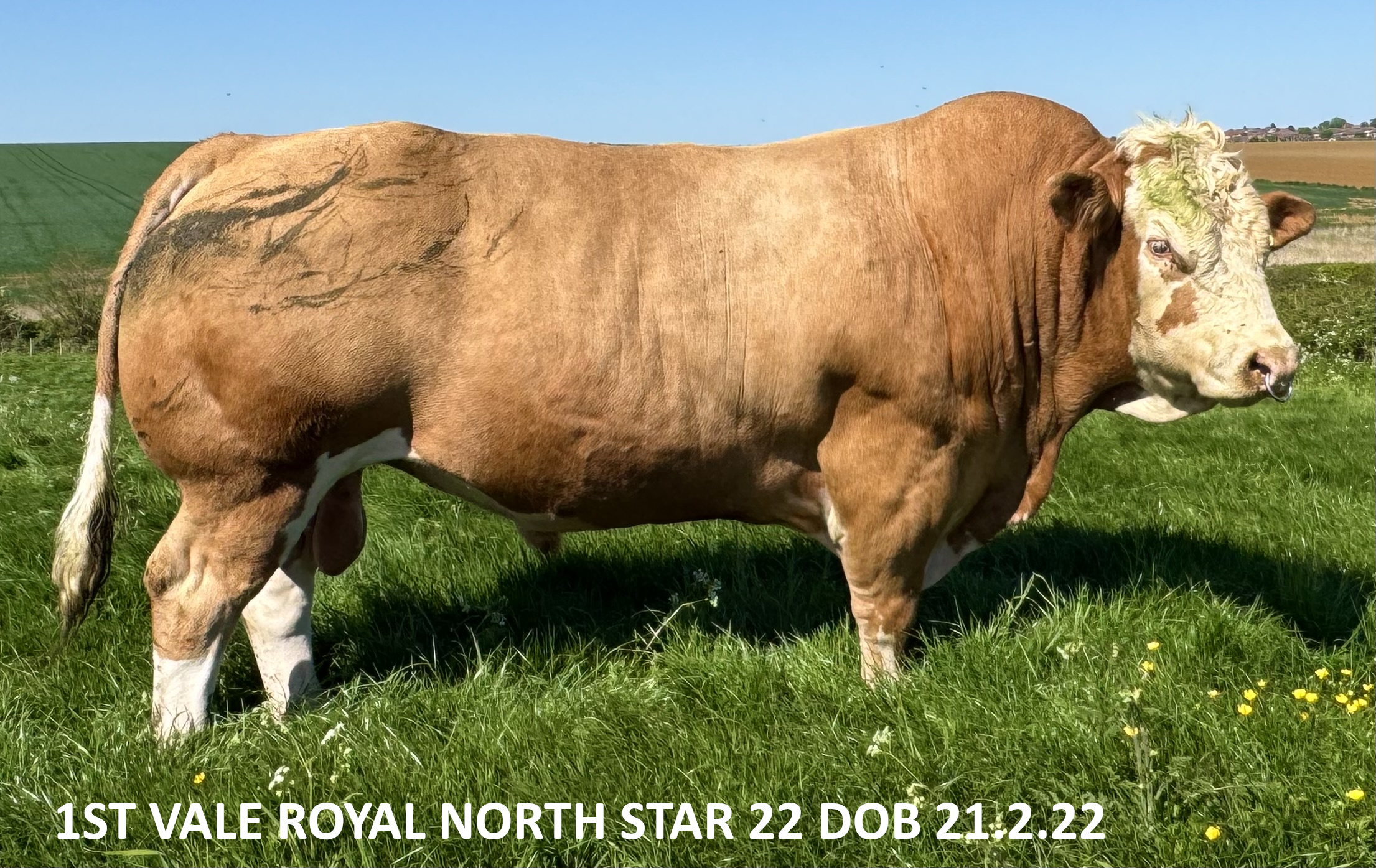 "NORTH STAR RISES”: VALE ROYAL SHINES BRIGHT TO WIN SIMMENTAL ‘VIRTUAL ...