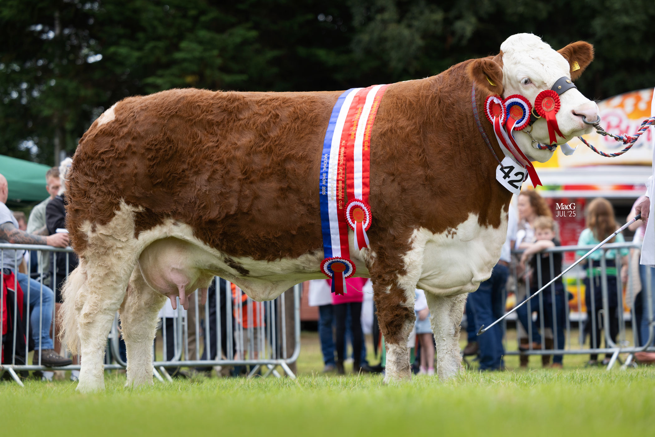 BALLINALARE FARM NIKITA’S WIN AT 2025 NI SIMMENTAL NATIONAL SHOW SECURES ‘FAMOUS’ DOUBLE HAT ...