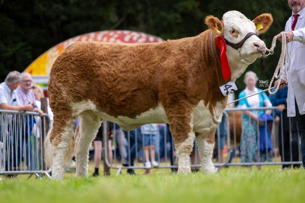 BALLINALARE FARM NIKITA’S WIN AT 2025 NI SIMMENTAL NATIONAL SHOW SECURES ‘FAMOUS’ DOUBLE HAT ...