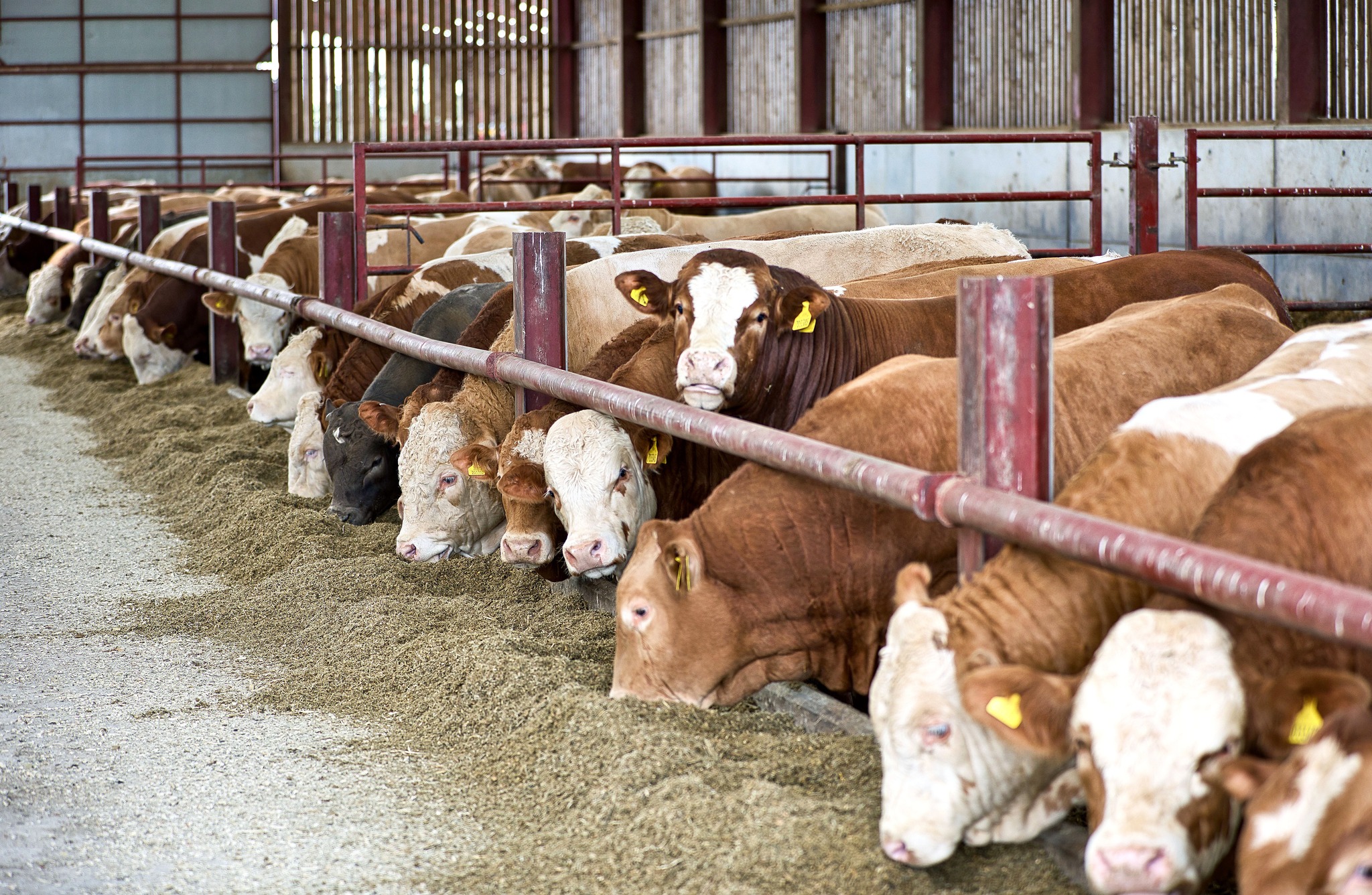 SIMMENTALS FEATURING STRONGLY AT HARRISON & HETHERINGTON SALES ...