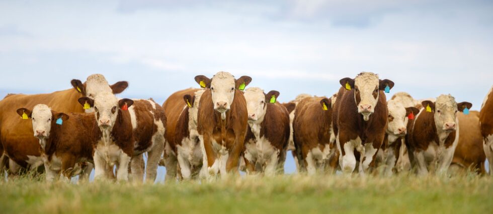 ‘MONEY MAKING SIMMENTALS’ TOPPING COMMERCIAL SALES ACROSS ENGLAND ...