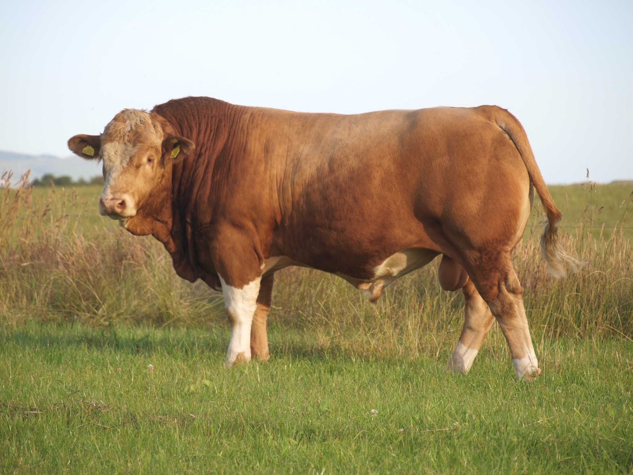 £13,250 X 2 LEADS TREMENDOUS INCHEOCH SIMMENTAL BULL TRADE - British ...