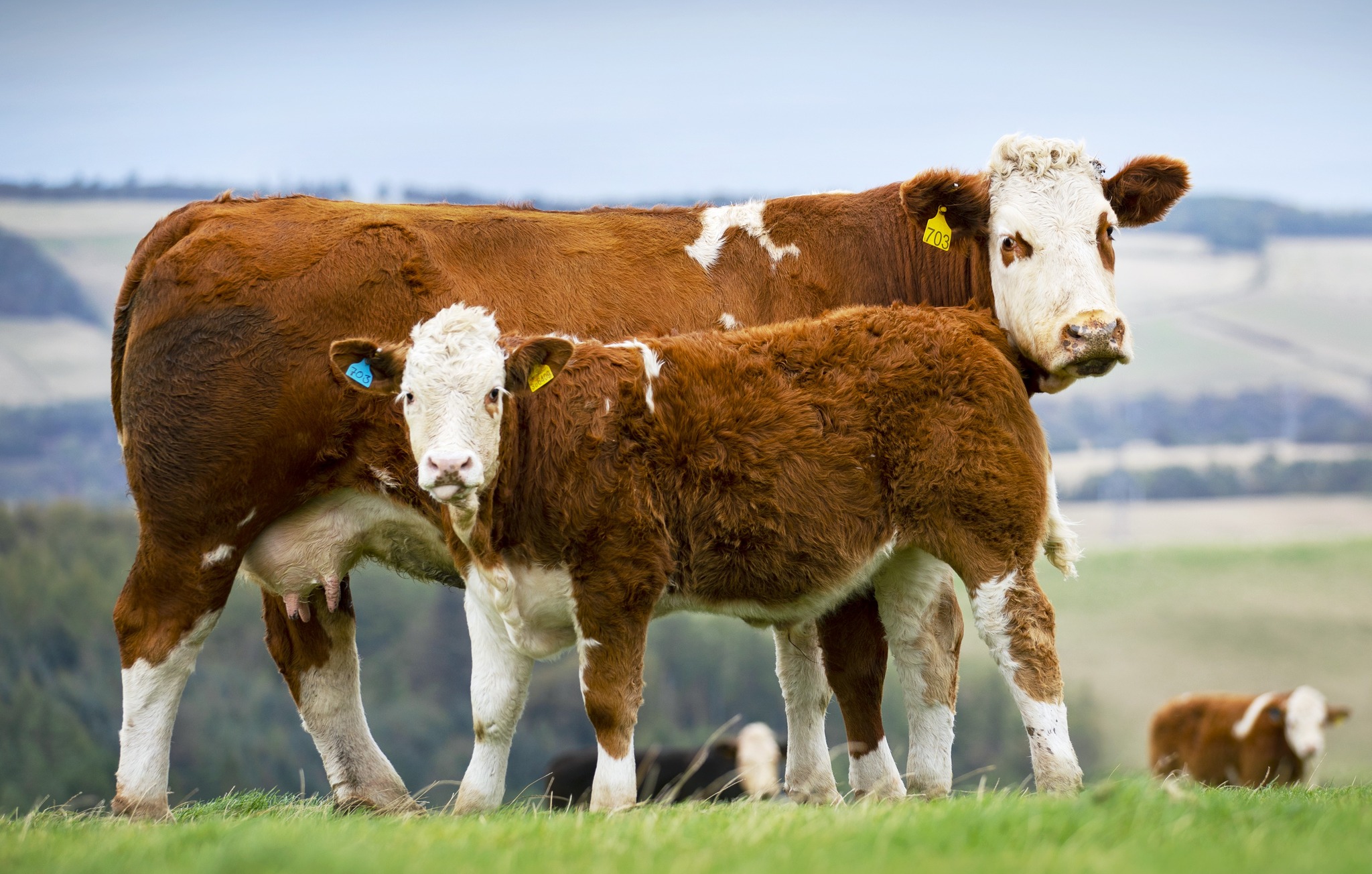 SIMMENTAL ‘MONEY MAKERS’ AT COMMERCIAL SALES ACROSS SCOTLAND! - British ...