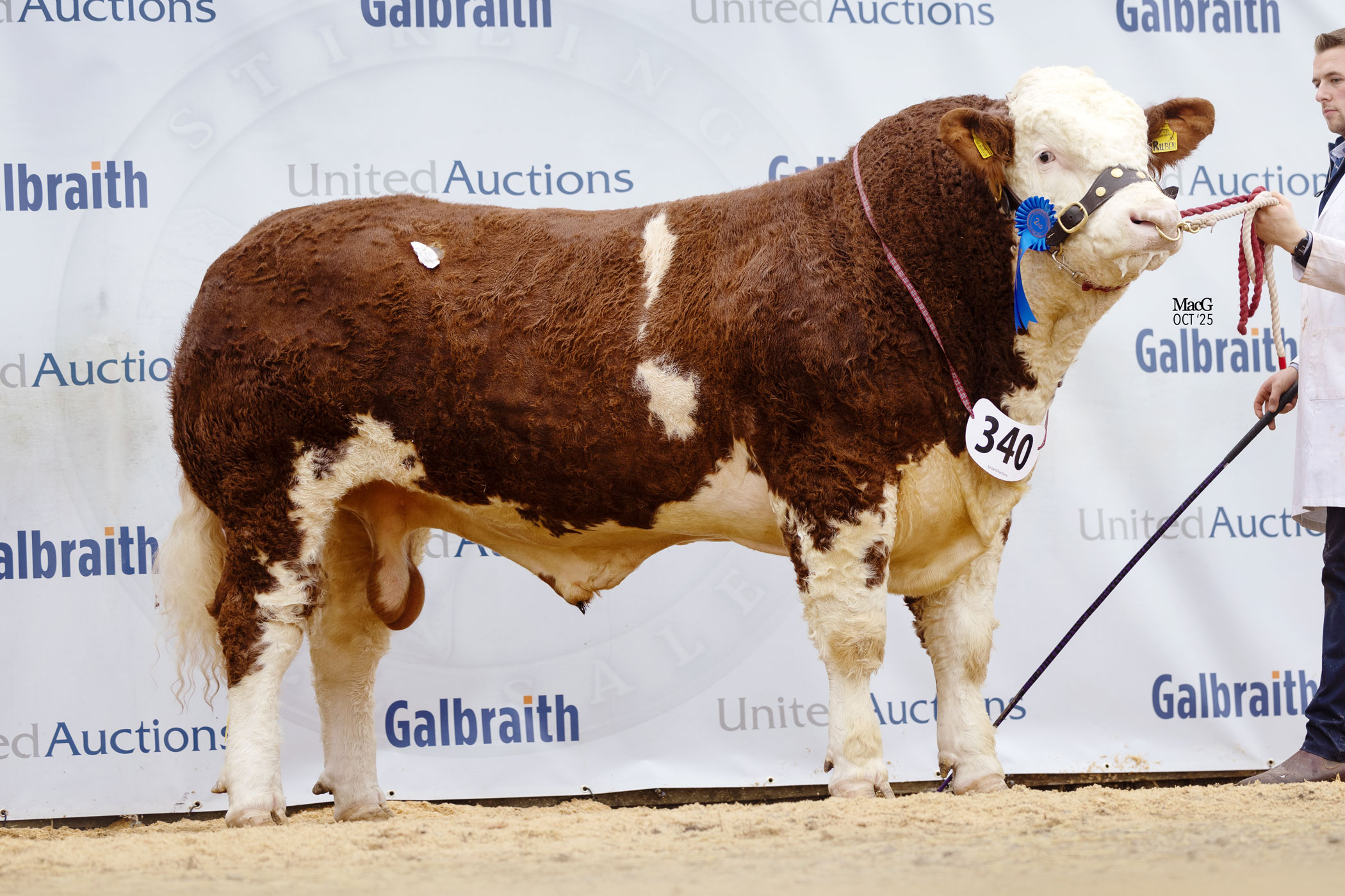 2025 Stirling Sales Archives - British Simmental Cattle Society